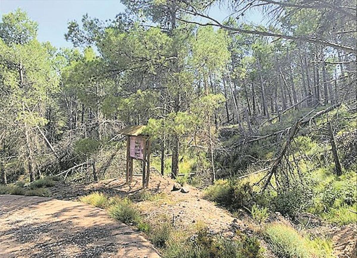 Un bosque descuidado crece 3.000 Ha al año en Castellón