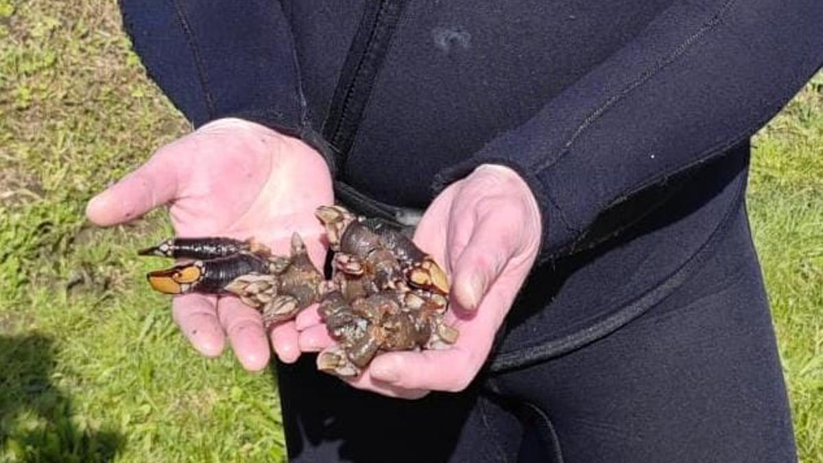 Pesca reabre el percebe durante veinte días en Valdés, tras el recurso ...
