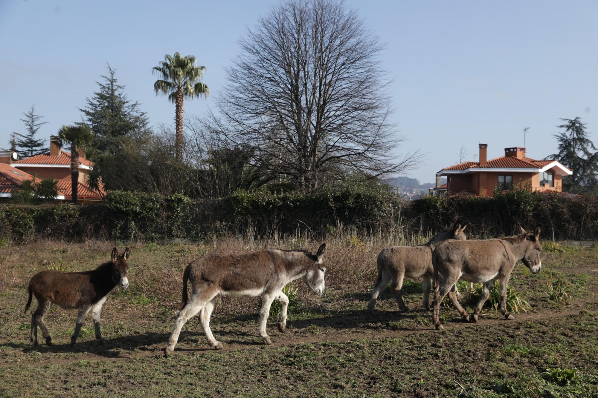 En imágenes: El lío de los cinco burros de La Guía