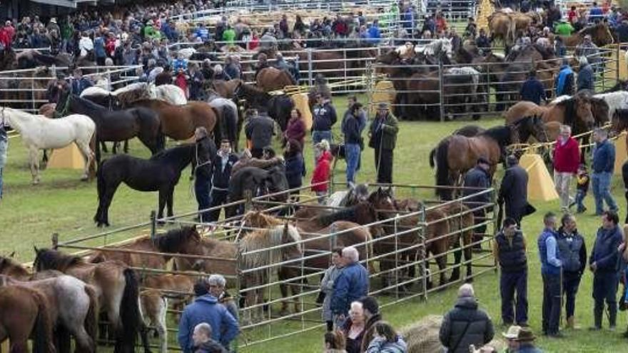 Los caballos, un mercado al alza en la primera jornada de la feria de Ables