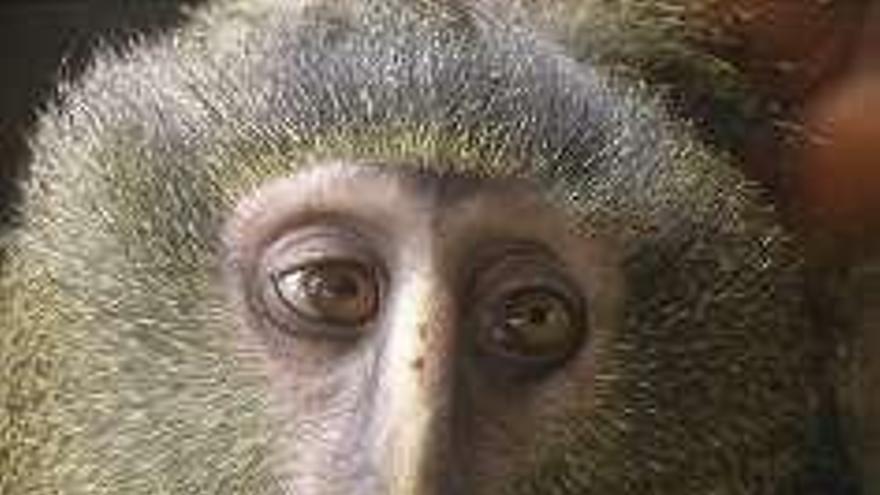 Descubierta una nueva especie de mono en el corazón del Congo