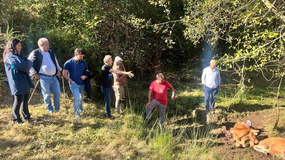 LOBOS ASTURIAS | Los lobos siguen masacrando a diario a la ganadería asturiana; el Principado ...