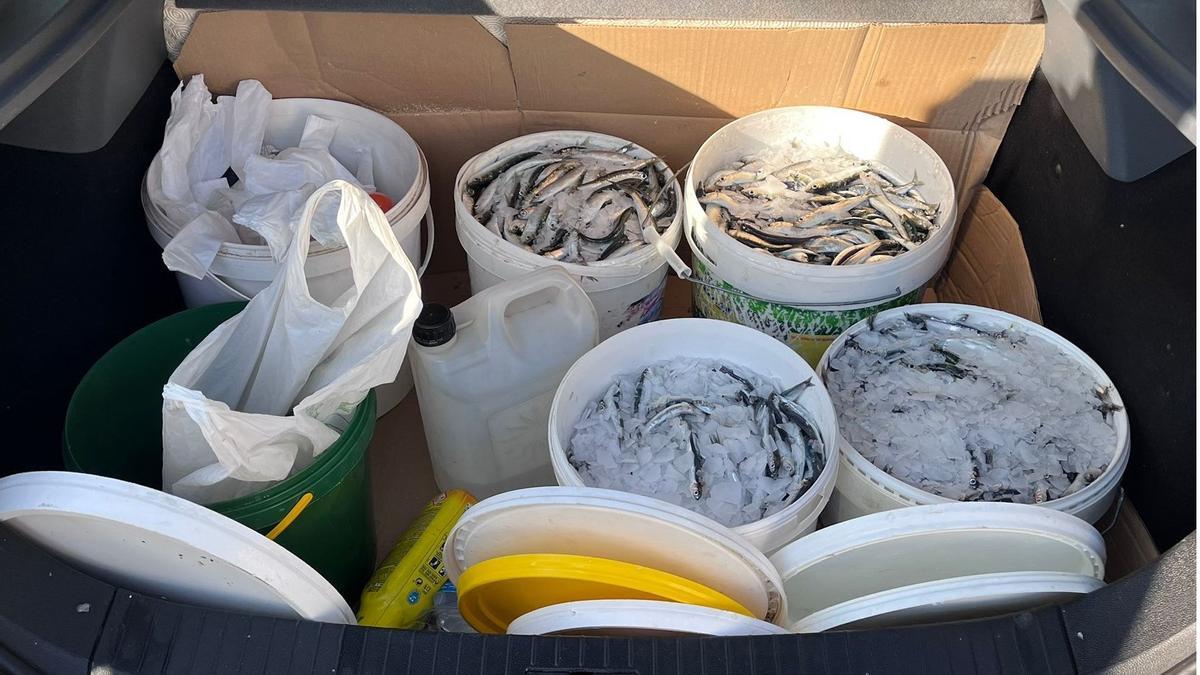 Incautados 88 kilos de pescado sin documentación en el puerto de L'Escala