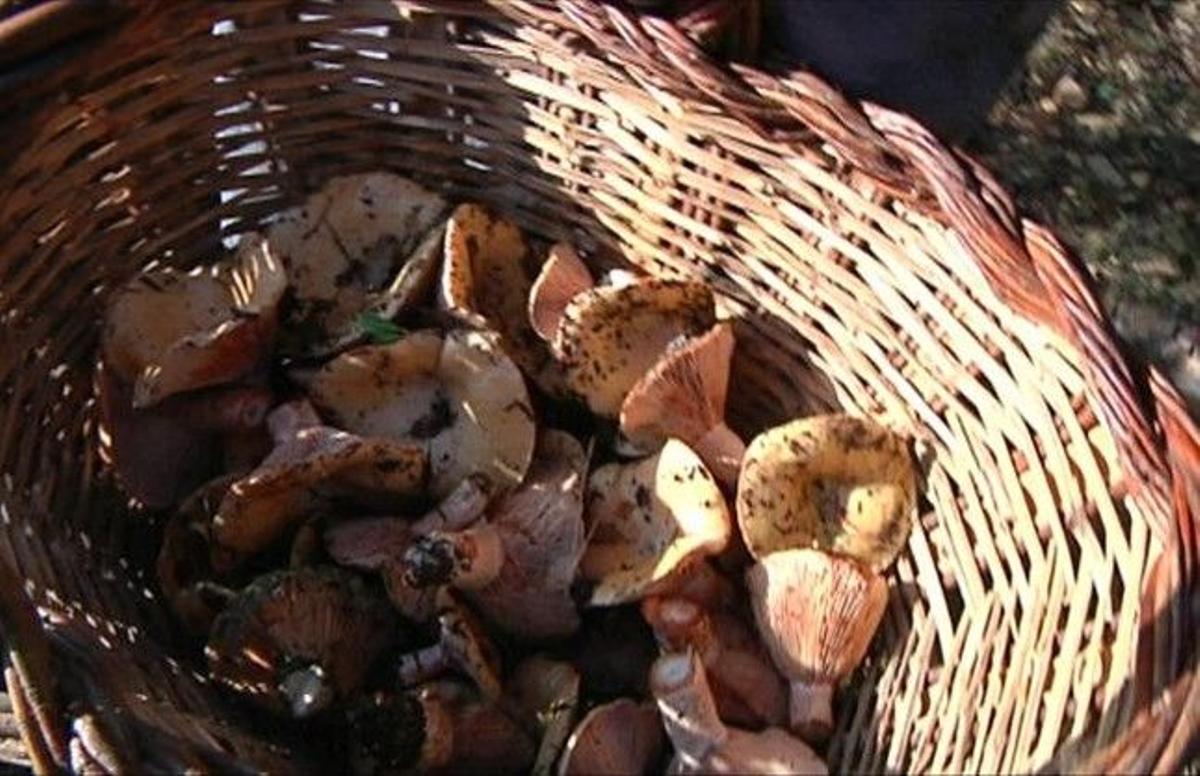 Aquestes són les classes de bolets comestibles més freqüents a Catalunya