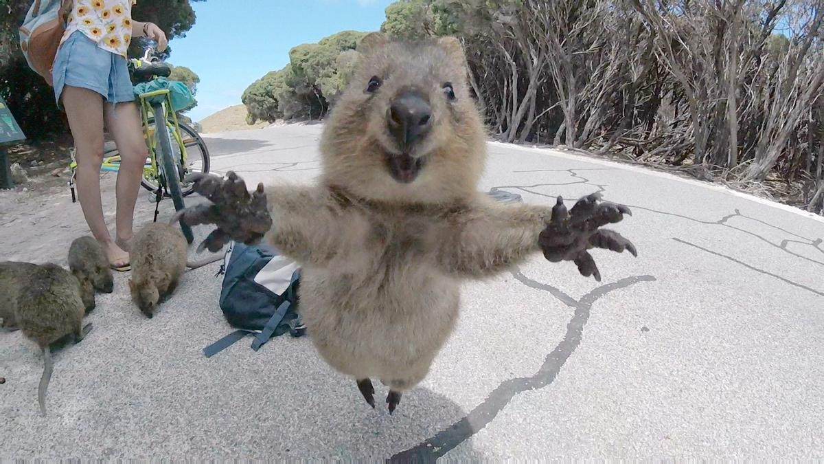 El quokka: el animal más feliz del mundo y cómo su sonrisa ha ...