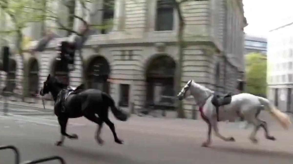CARRERA CABALLOS LONDRES | Caos en Londres tras escaparse dos caballos ...