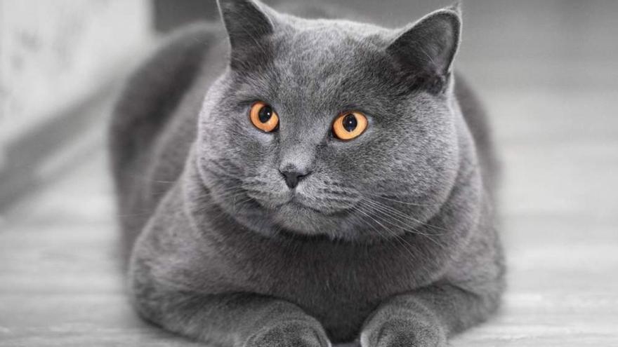 5 razas de gatos chatos o con hocico corto: Descubre a estos bonitos y ...