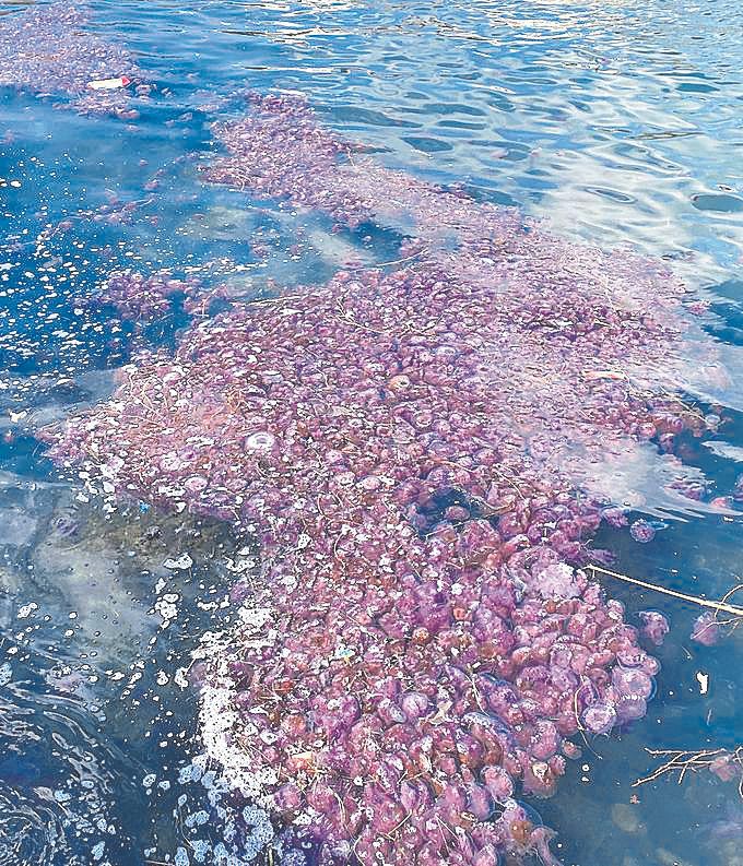 Les meduses apareixen a milers arreu de la Costa Brava Les meduses apareixen a milers arreu de la Costa Brava