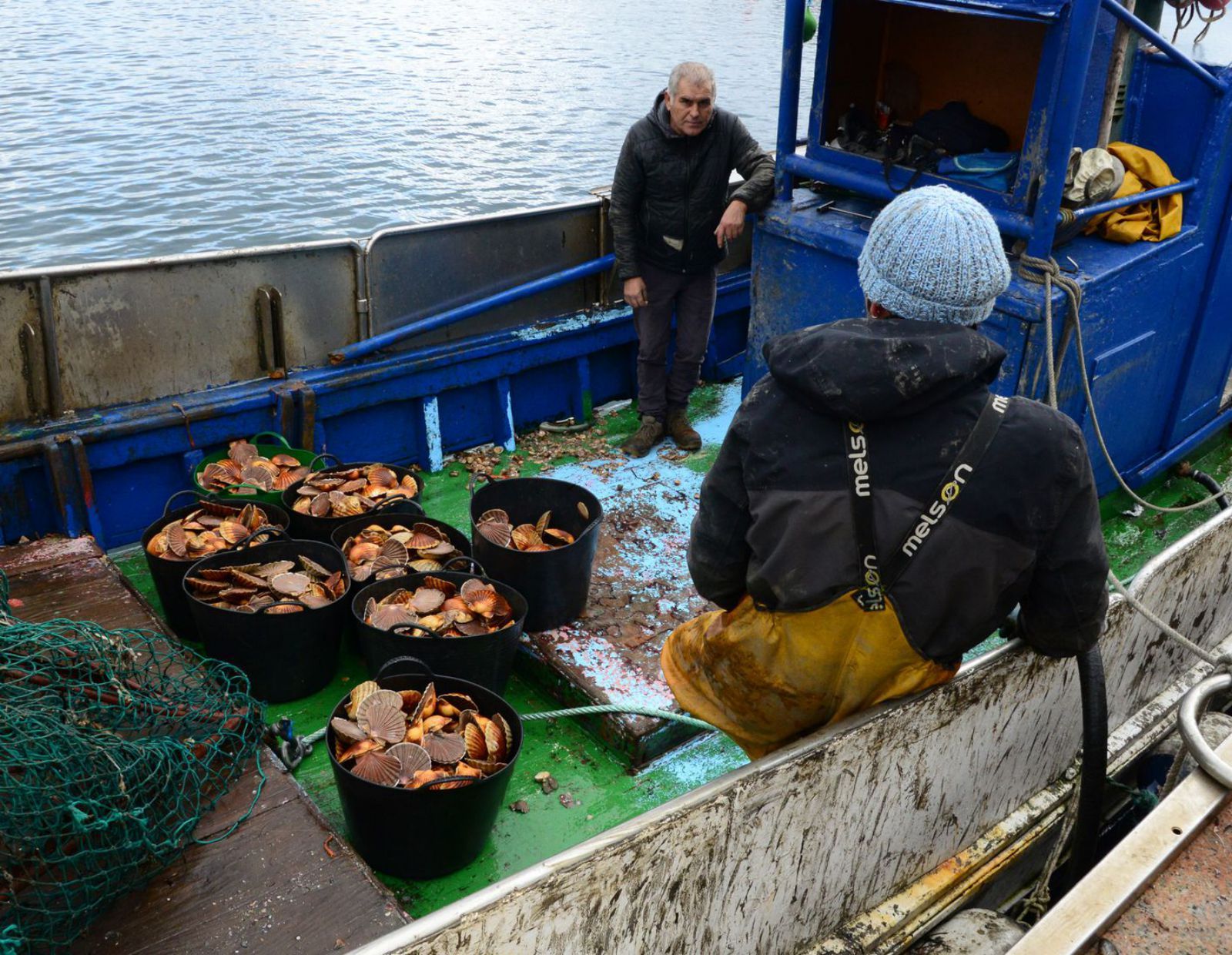 REGRESO DE LA VIEIRA A CANGAS: Inicio de la campaña en la ría de Vigo