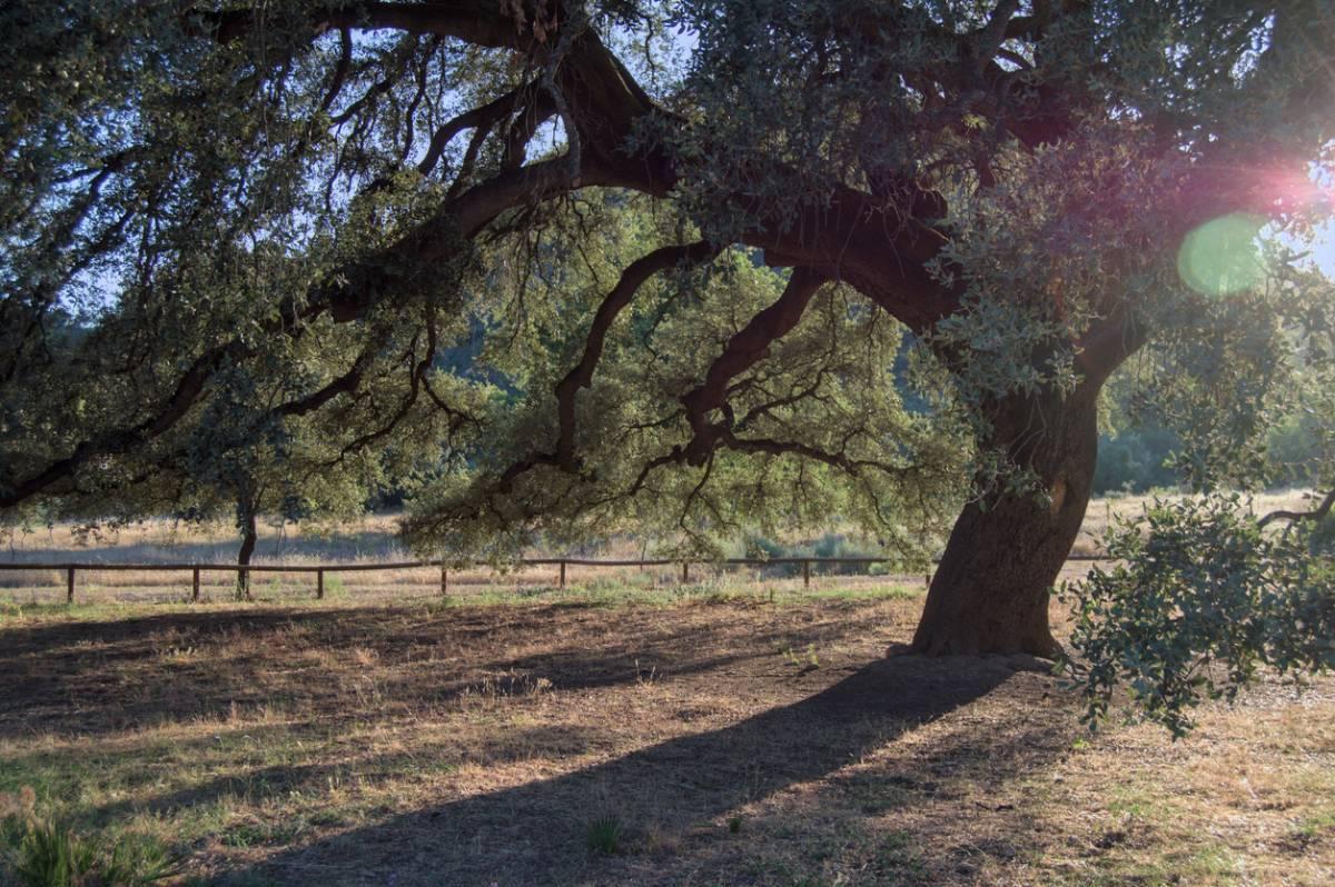 El árbol de más de 400 años que sobrevive al calor en Sevilla es ...