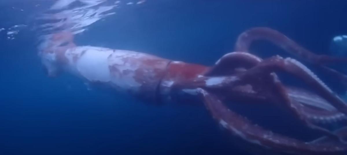 Descubren un calamar gigante cerca de la costa de Japón - Viajar