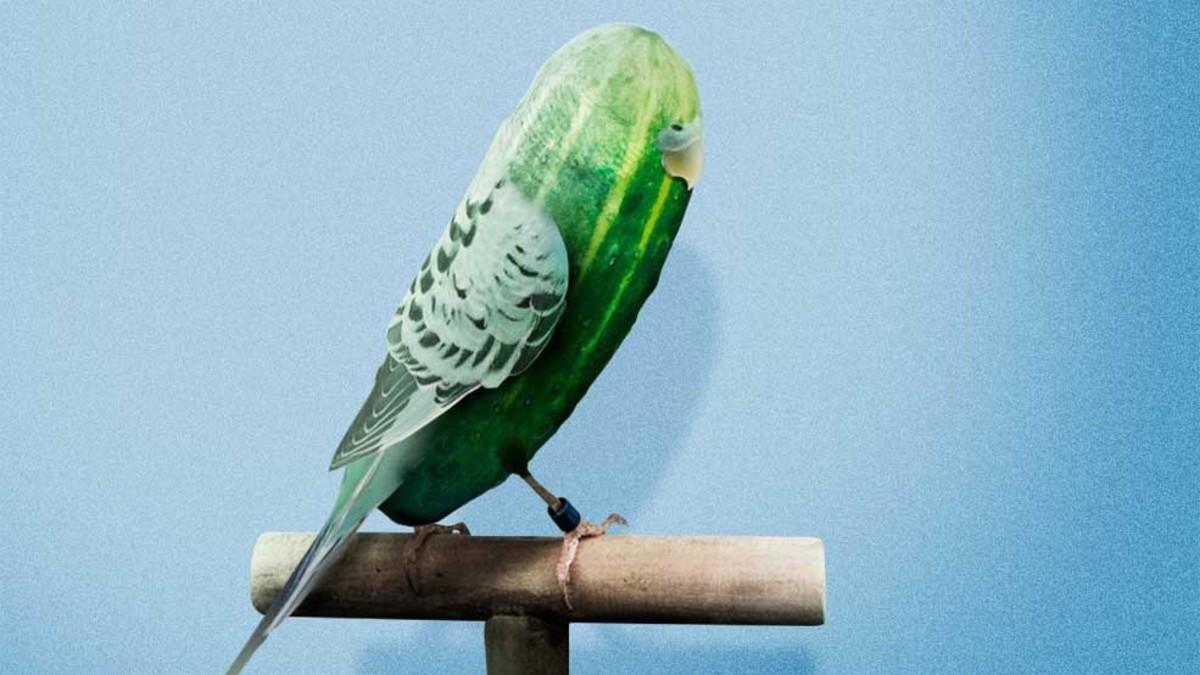 El Leganés se inventa el 'perico pepino' antes de recibir al Espanyol