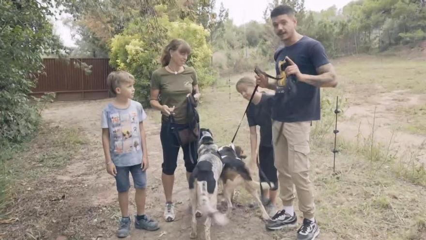 SANT JOAN DE VILATORRADA | Dos gossos entremaliats de Sant Joan ...