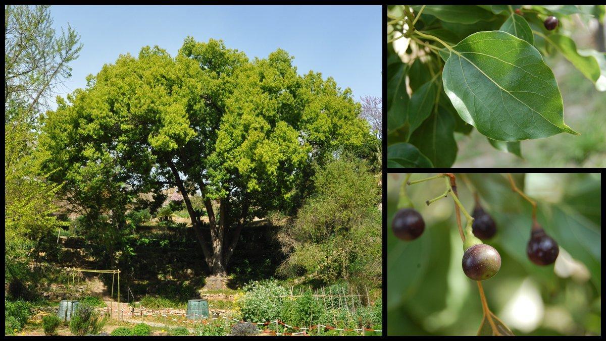 El alcanforero del Sot de la Masía