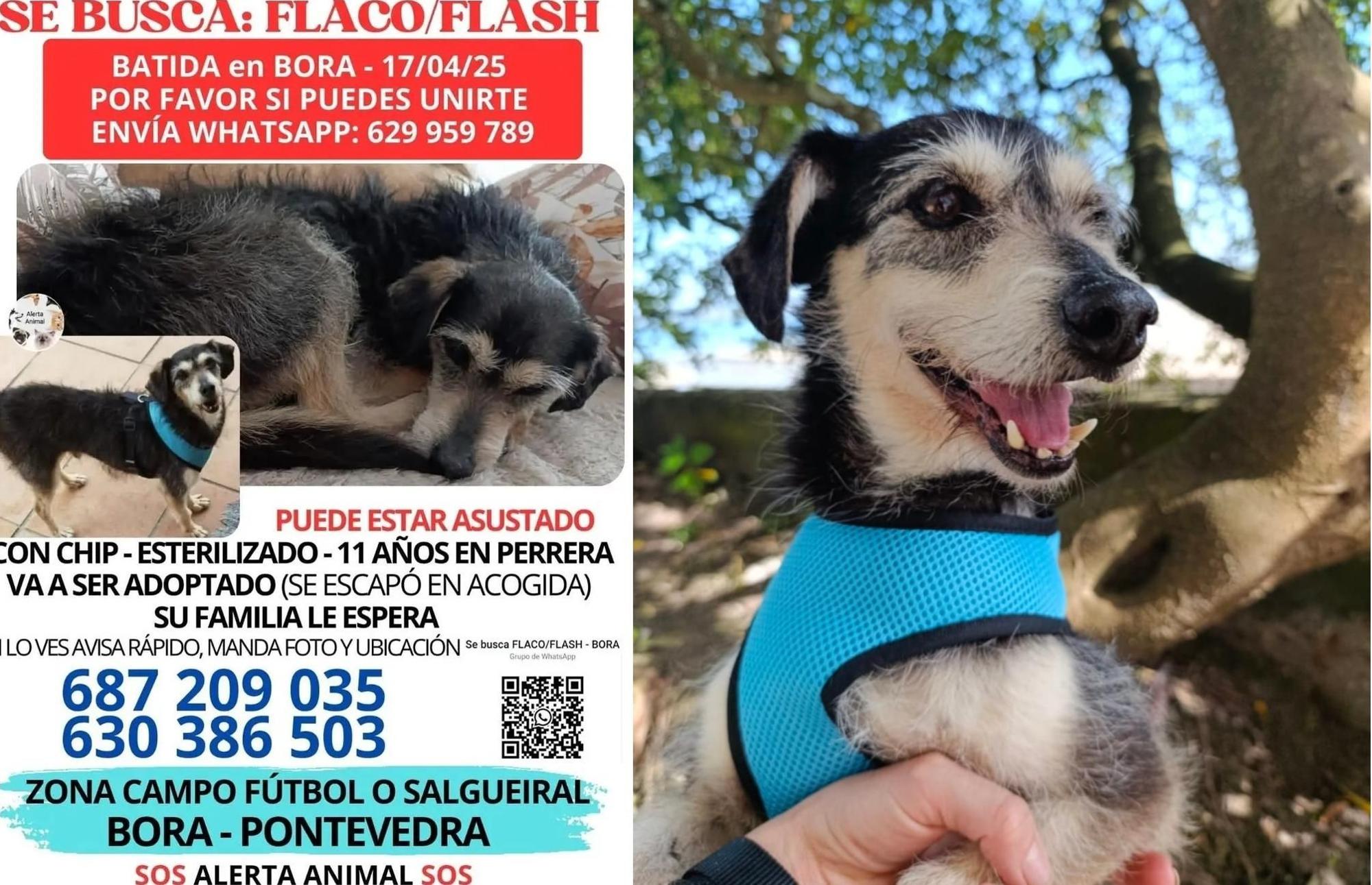 Perros perdidos | Búsqueda incansable del perro Flaco, desaparecido ...