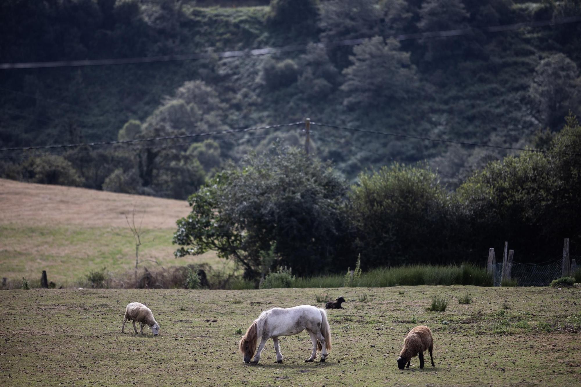 Asturianos en Tineo, un recorrido por el municipio