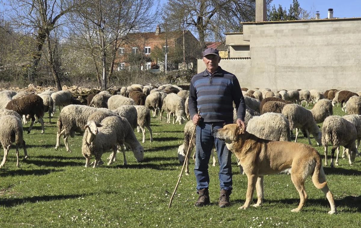 El pastoreo, uno de los oficios más duros del campo zamorano