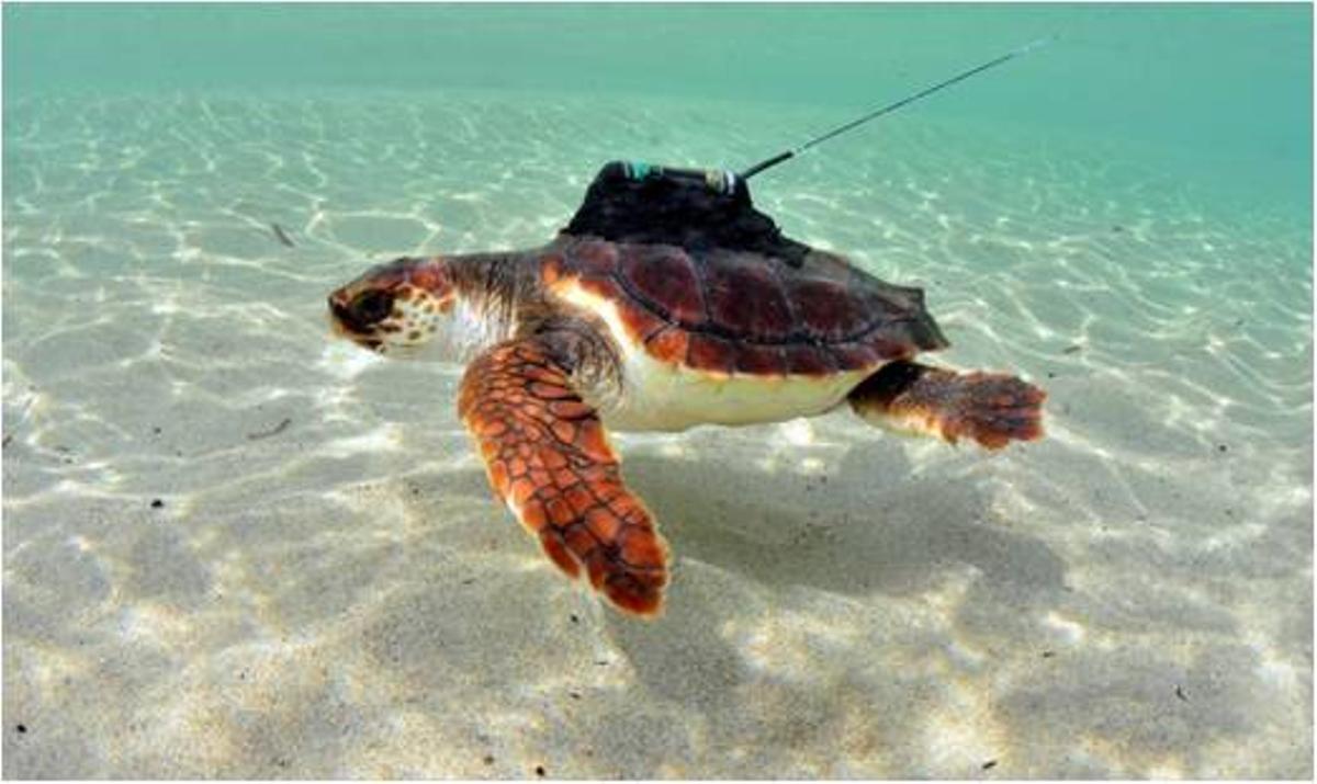 Una tortuga marina pone 106 huevos en la playa de Can Pere Antoni de ...