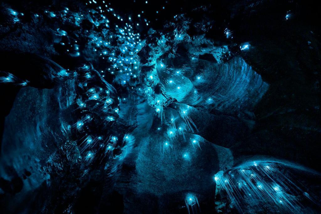 Estas son las cuevas de Waitomo, la maravilla de la luminiscencia de ...