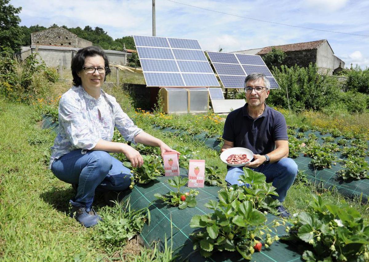 El futuro del sector agroalimentario: cuando la tierra se planta