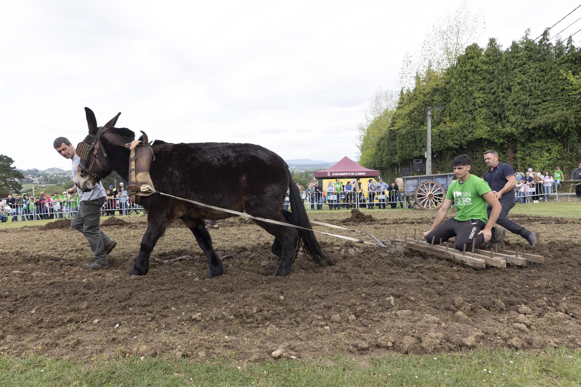 Llanera es un espectáculo: estas son las imágenes que deja la ...