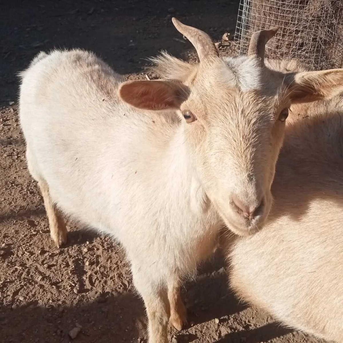 CATARROJA: Recompensa económica por cuatro cabras robadas de un refugio