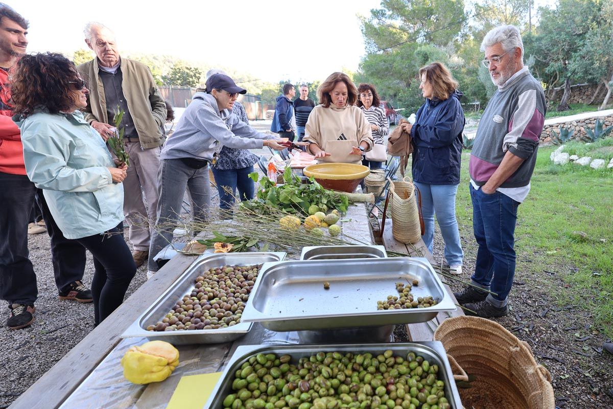 El taller de salar aceitunas en la casa pagesa de Can Andreu des Trull ...