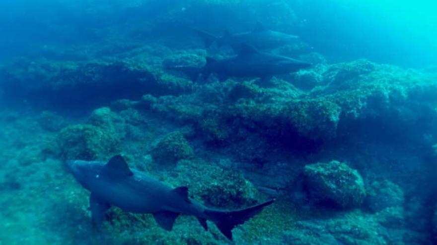 Tres hembras de tiburón solrayo eligen El Hierro para tener sus crías