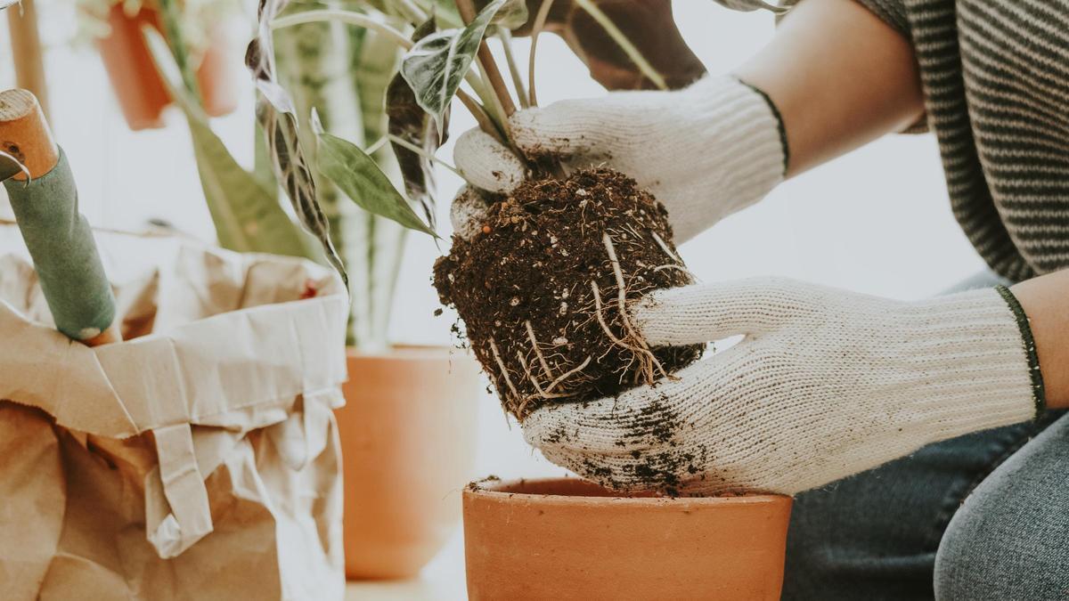 REVIVIR PLANTAS | Los secretos de los expertos en jardinería para ...