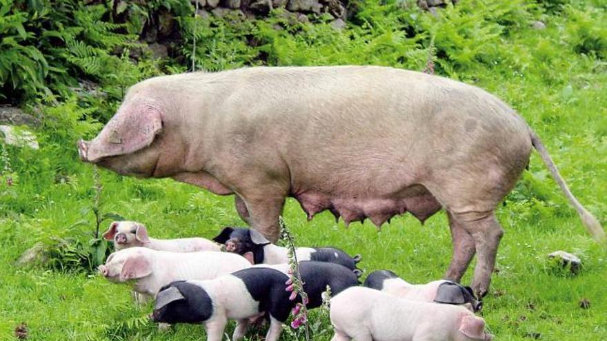 Porco celta, de pura raza