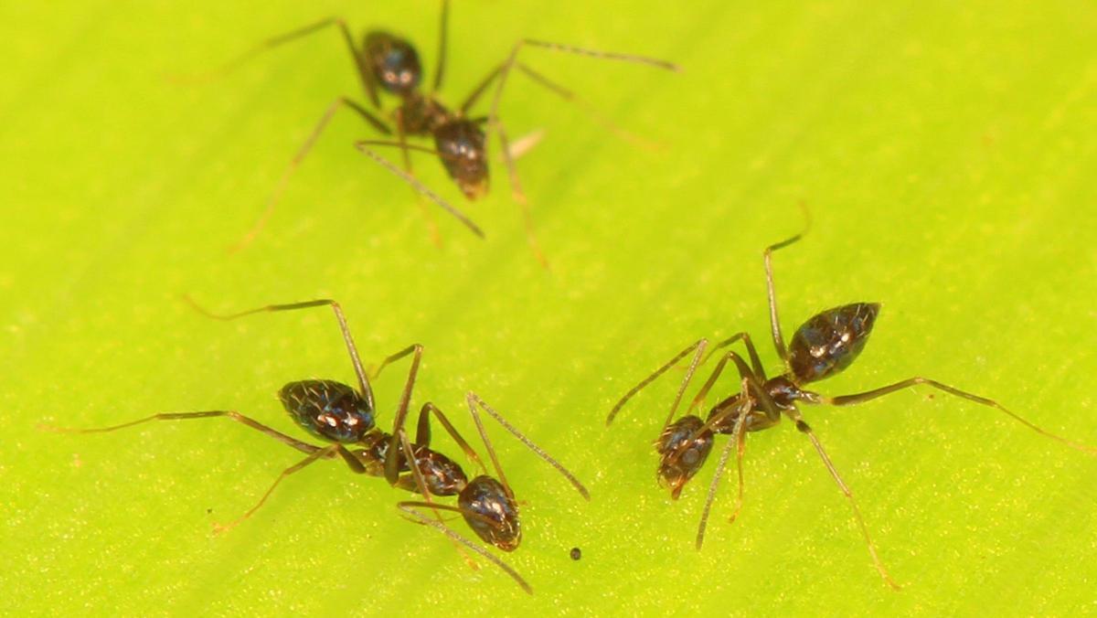 HORMIGA LOCA BARCELONA | ¿Cómo es la hormiga loca?: qué hace, dónde ...