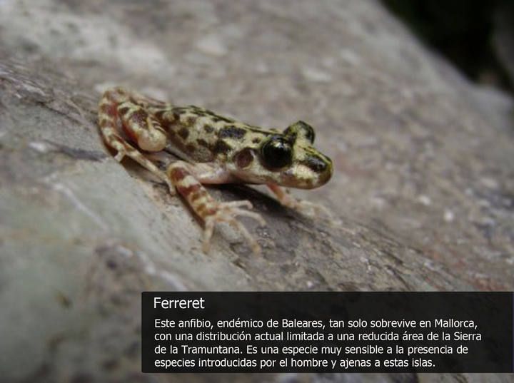 Las especies más amenazadas de la fauna española