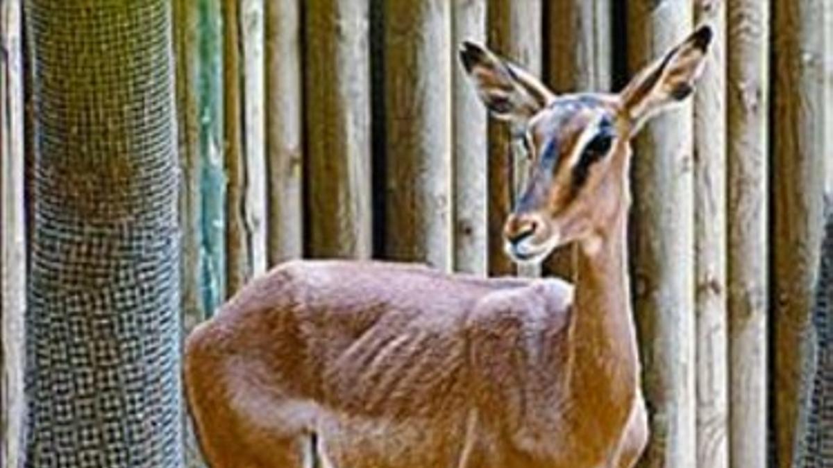 Nacen 2 crías de impala de cara negra en el Zoo de BCN - El Periódico