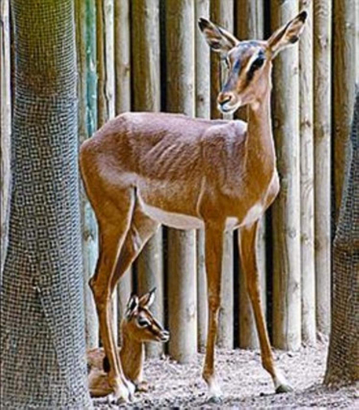 Nacen 2 crías de impala de cara negra en el Zoo de BCN - El Periódico