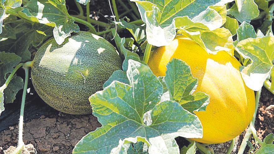 Wie die Honigmelonen auf Mallorca bis zu Ihnen auf den Teller kommen