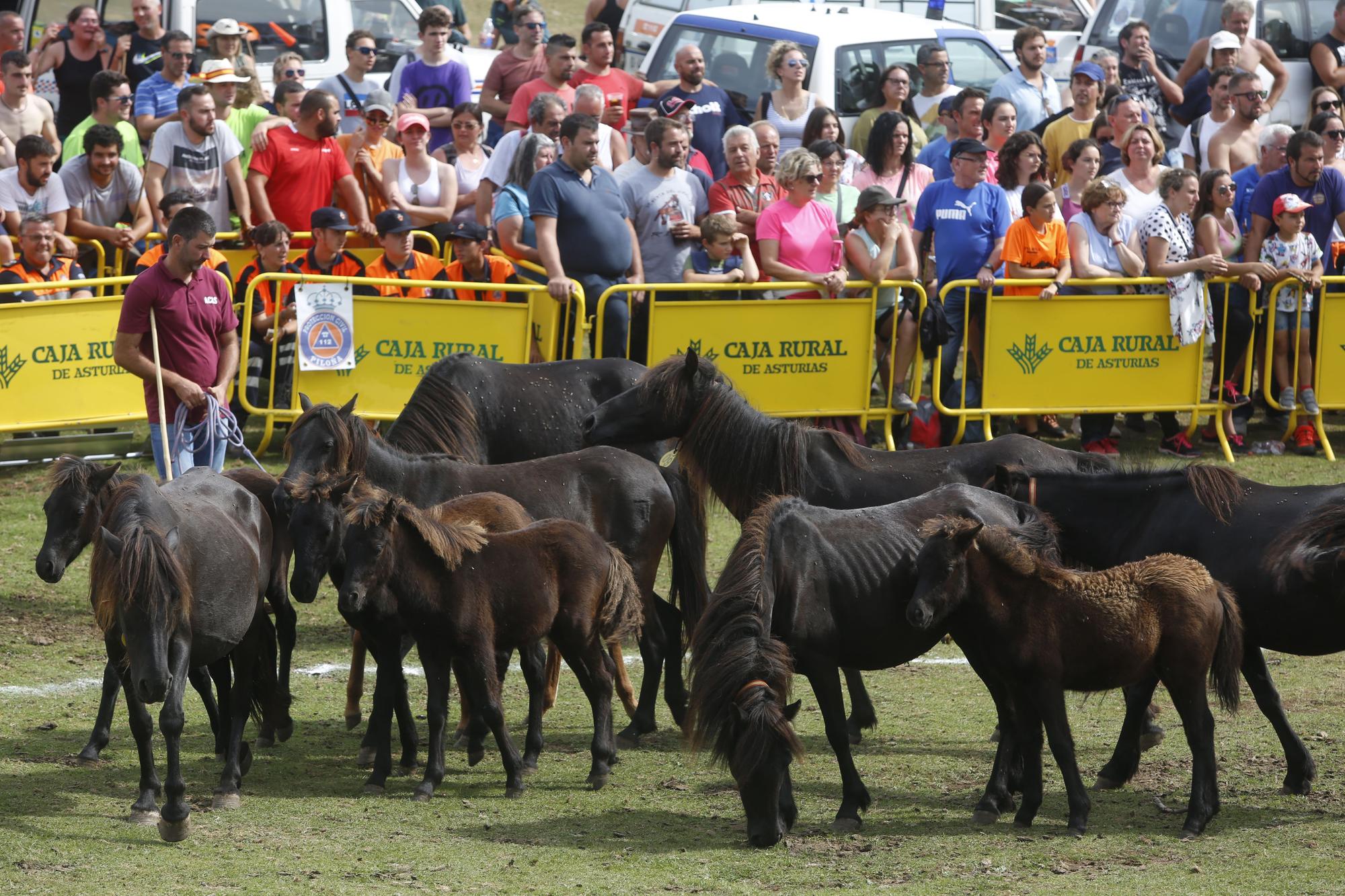 En imágenes: Así ha sido la fiesta del Asturcón en la Majada de Espineres