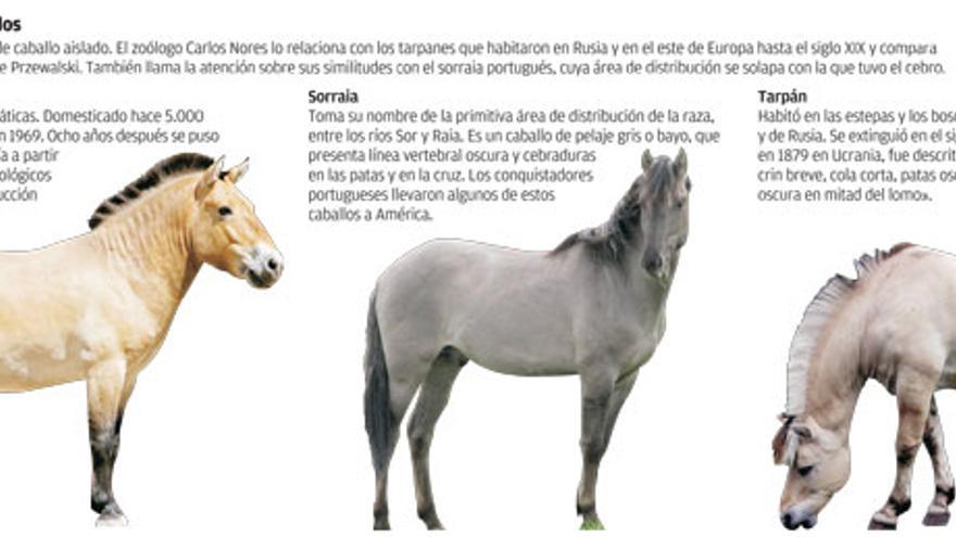 El cebro, un enigma zoológico