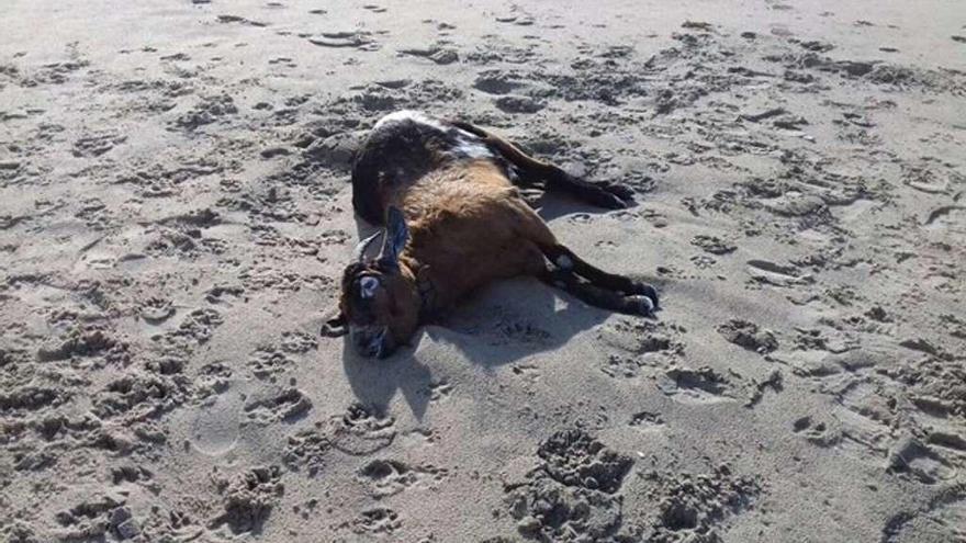 Expectación por el hallazgo de una cabra muerta en la playa de Salinas