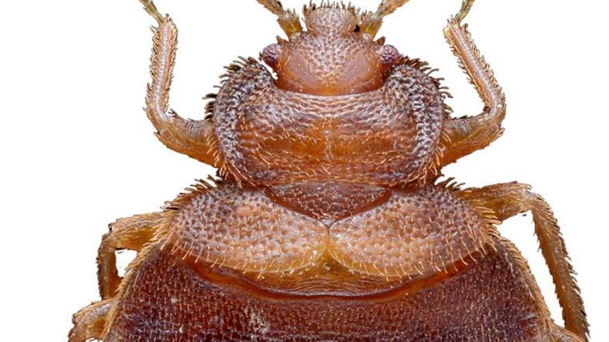 El retorno de la chinche