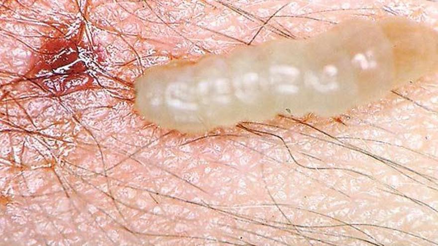 Ourense erradica la hipodermosis por completo, una enfermedad de los ...