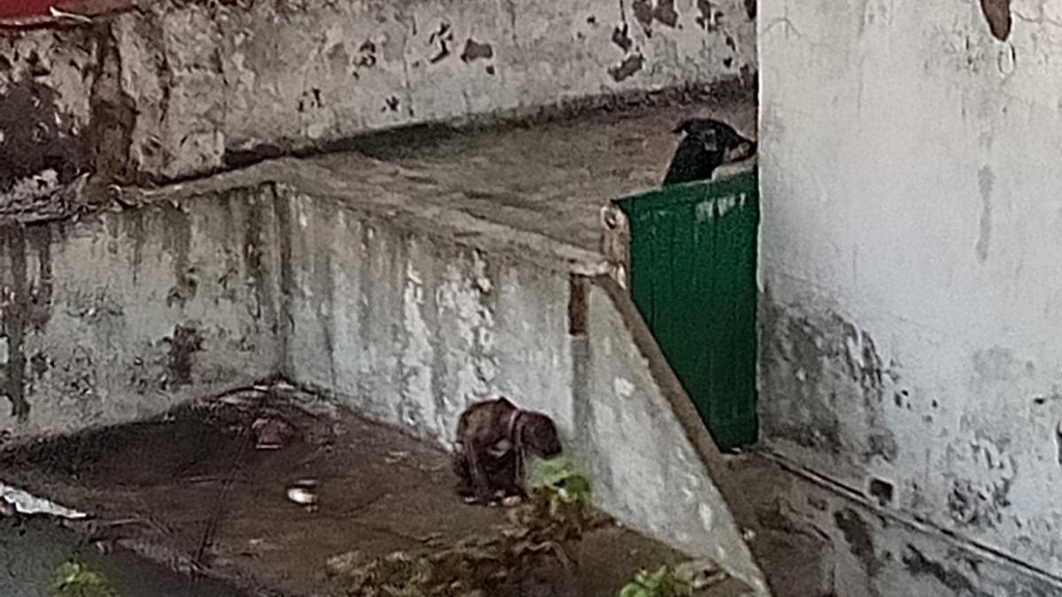 MALTRATO ANIMAL | Nuevo caso de presunto maltrato animal en Tenerife ...