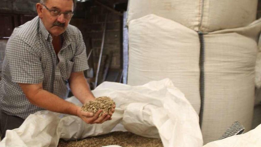 Los productores de escanda recogen entre 18 y 20 toneladas, el doble ...