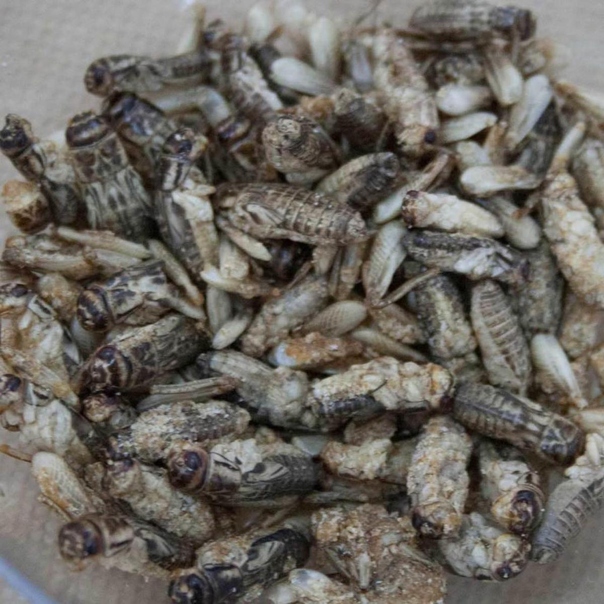 Los insectos, tentempié escolar en Siero