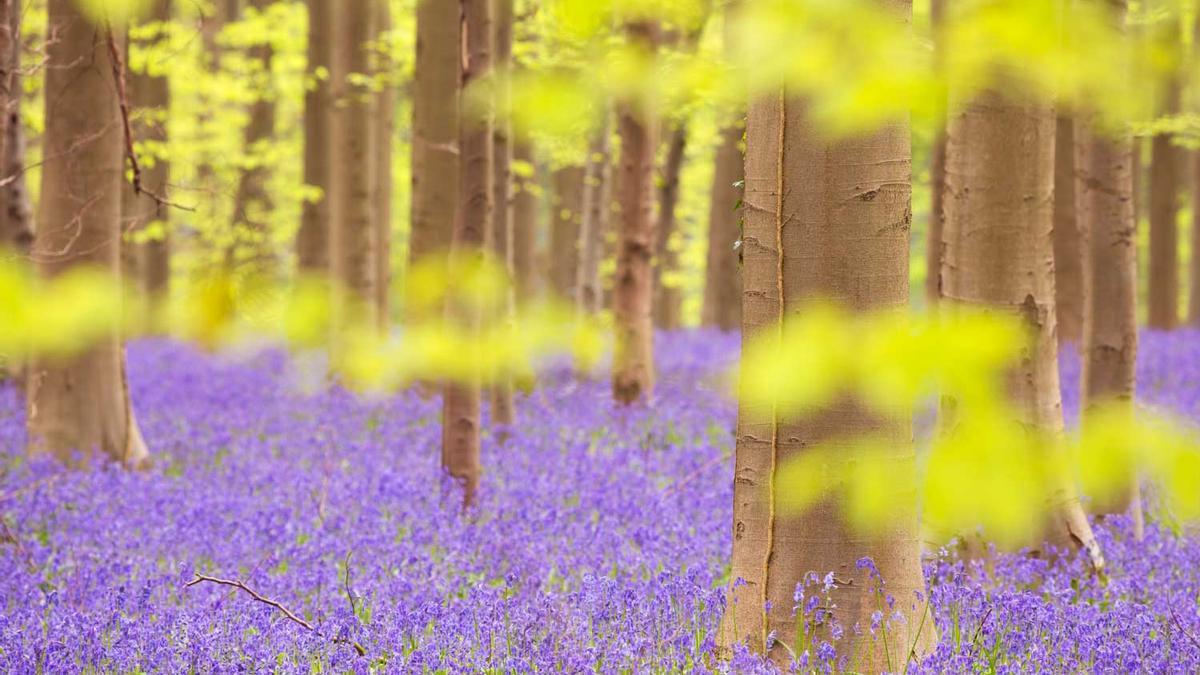 Un bosque azul como en los cuentos de hadas