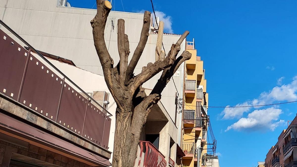 Mollet da el pistoletazo de salida a la campaña invernal de poda del ...