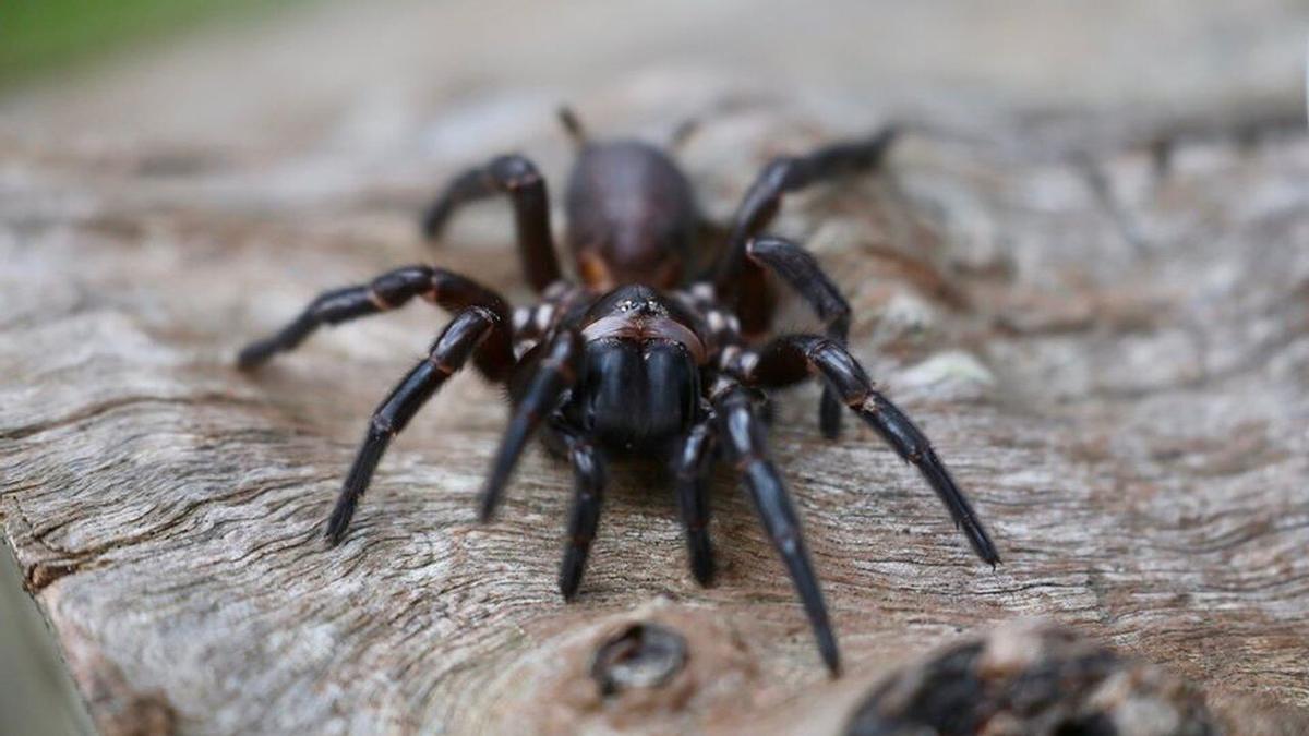 ANIMAIS: Cales son os animais máis venenosos do mundo?