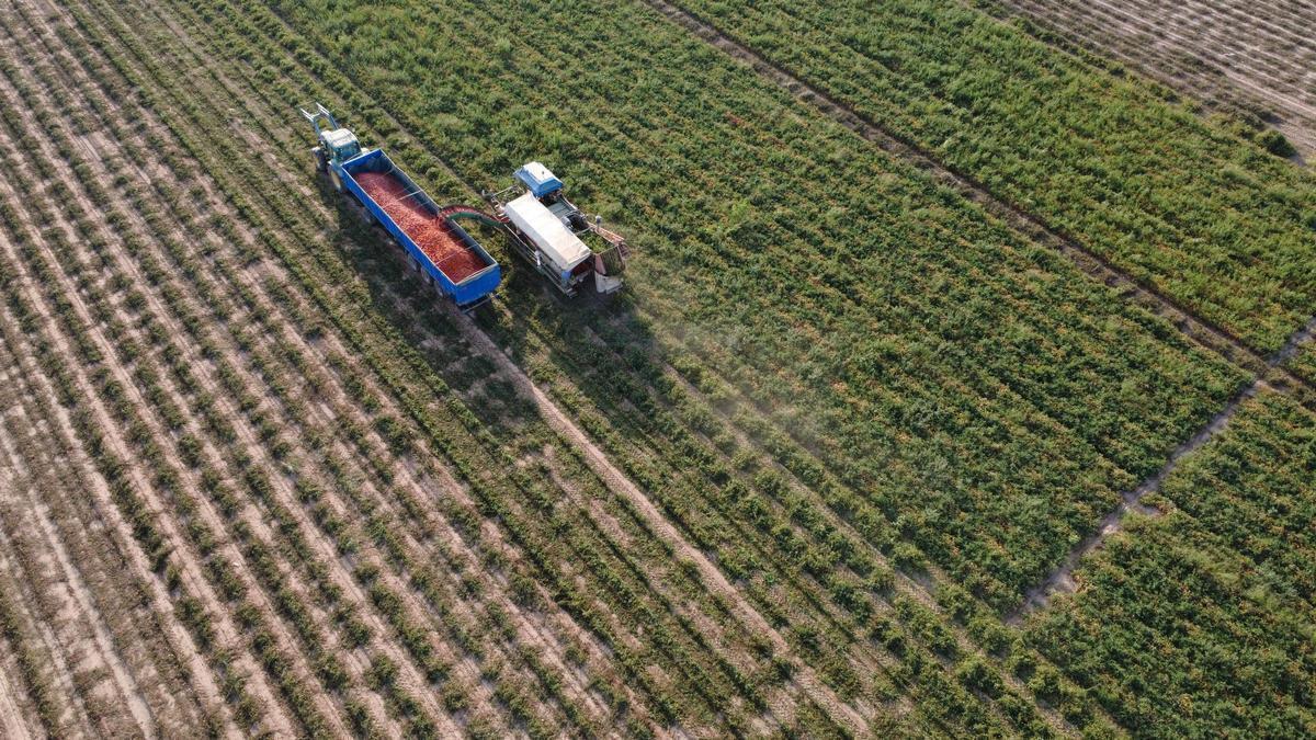 Agricultura Extremadura: La ola de calor amenaza con pérdidas de 45 ...