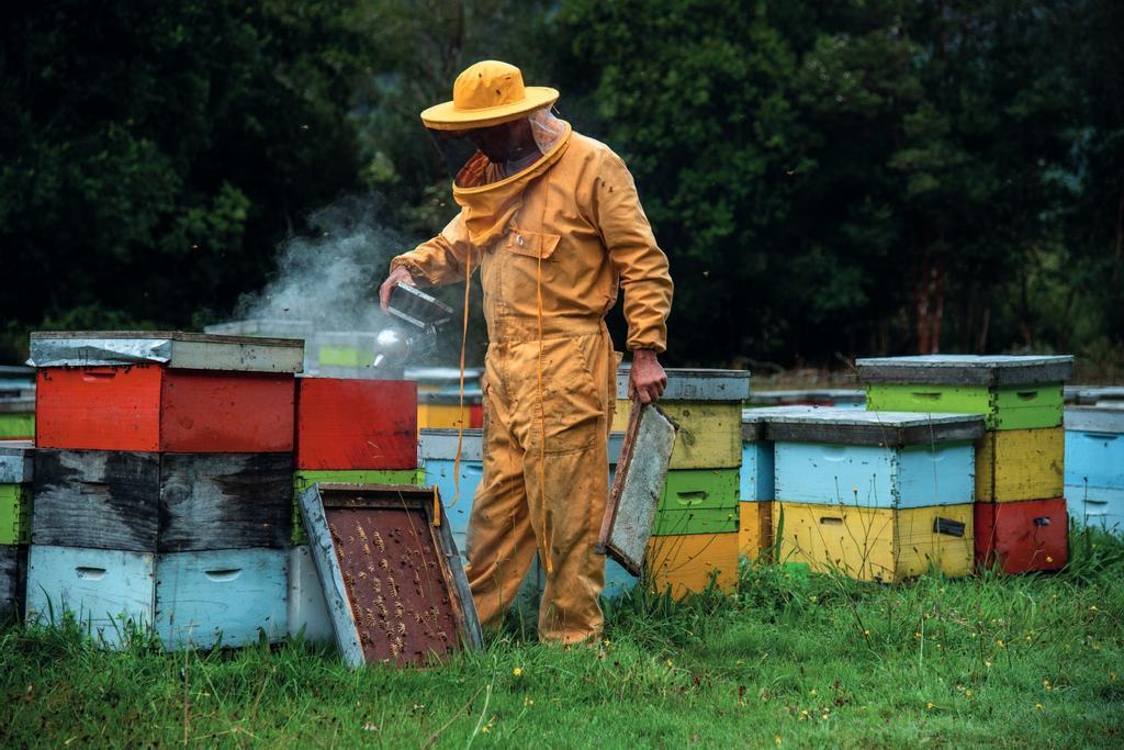 Región de los Lagos chilena, una ruta por su desbordante naturaleza - Viajar