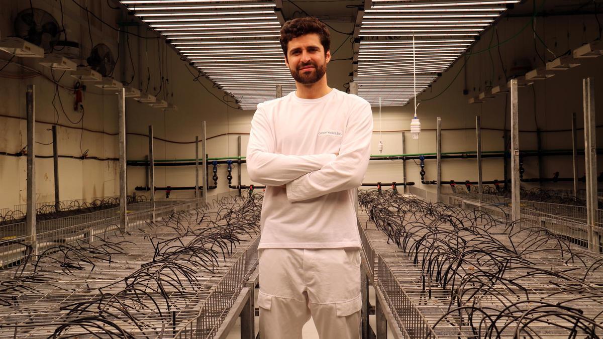 CÀNNABIS MANRESA | Una empresa bagenca, la primera a Catalunya amb ...