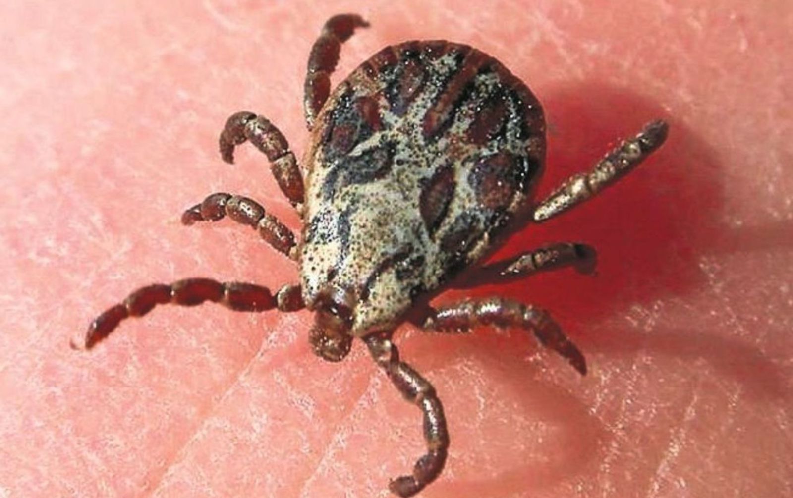 La Enfermedad De Lyme Puede Matar A Tu Perro